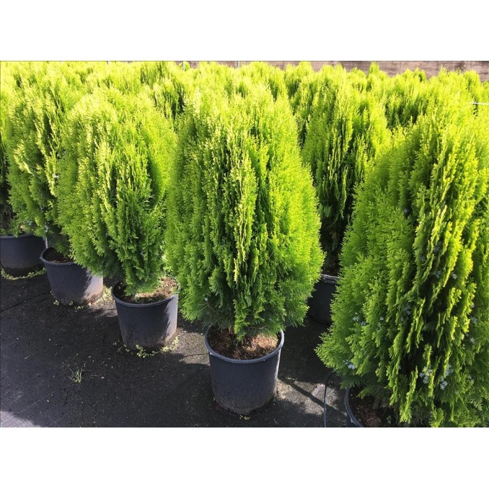 THUJA OCCIDENTALIS AUREA NANA 18L