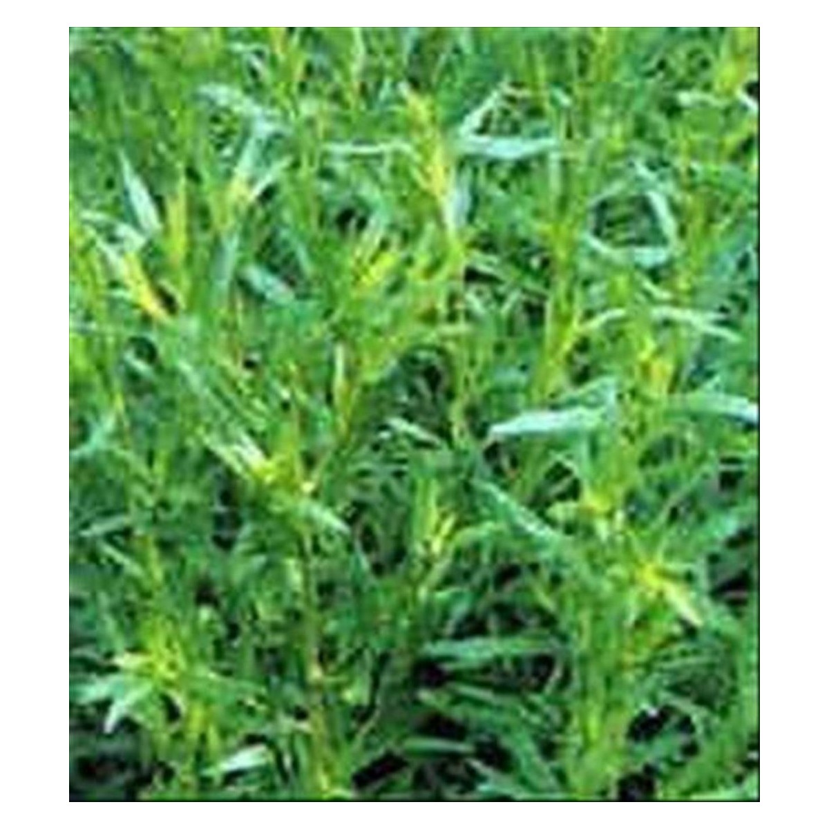 ARTEMISIA DRACUNCULUS 11 - ESTRAGON