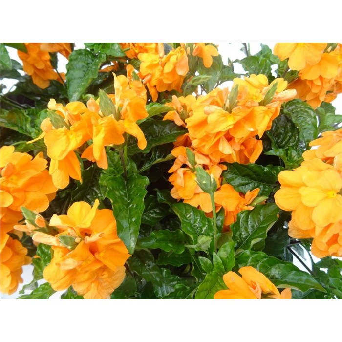 CROSSANDRA INFUNDIBILIFORMIS 13