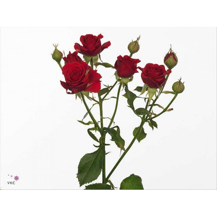 FLOR, ROSA SPRAY HO. MIRABEL 60cm, paq.x10 vermell