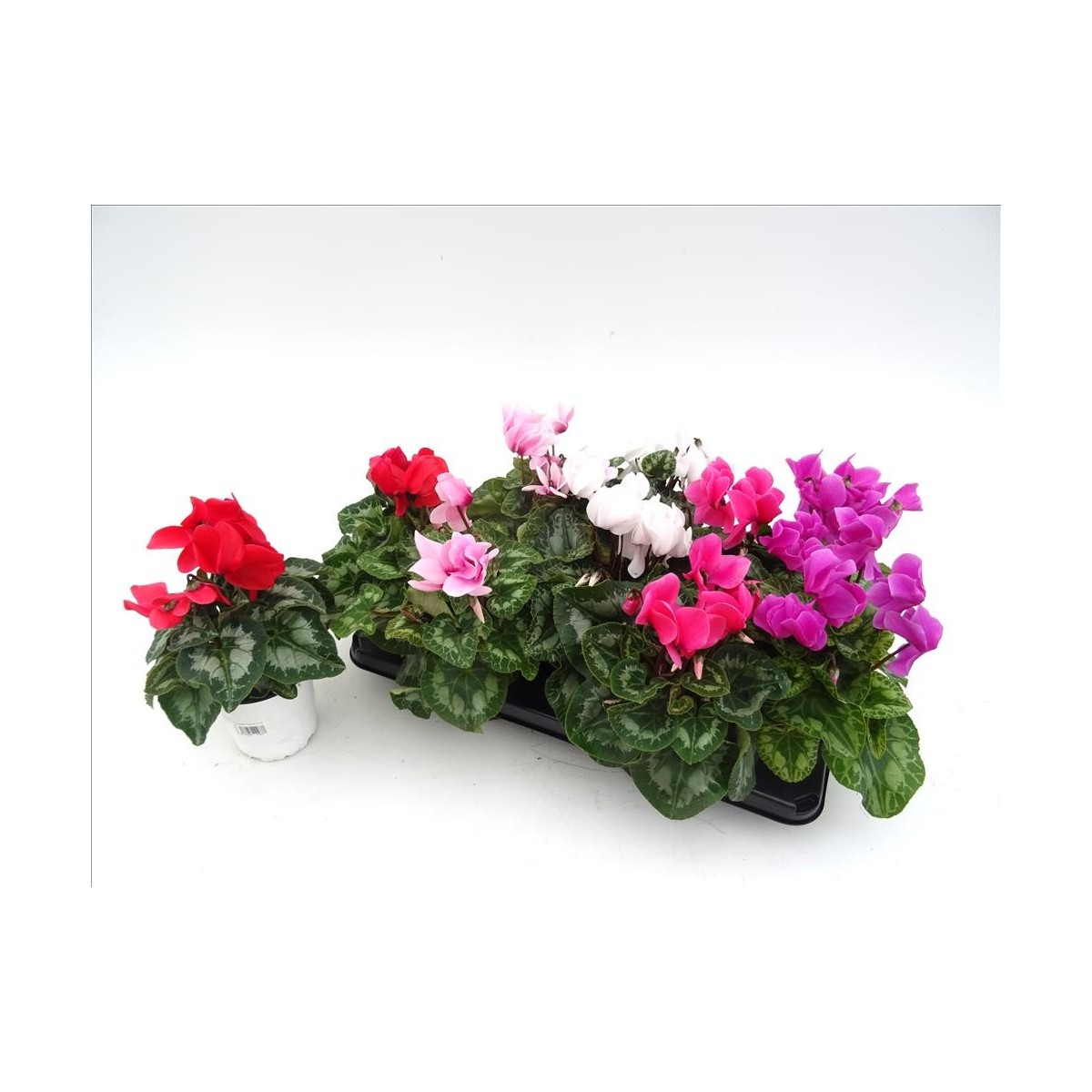 CYCLAMEN MIDI 12