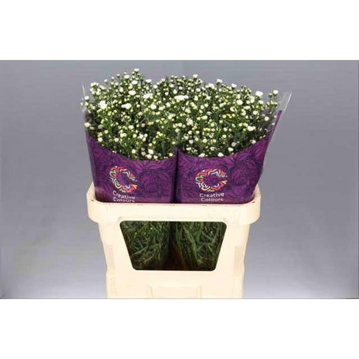 FLOR, ASTER PRETTY WENDY paq.x5 blanc