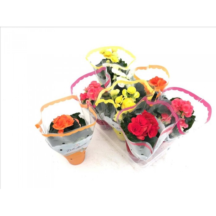 BEGONIA ELATIOR M12 VOLCANO