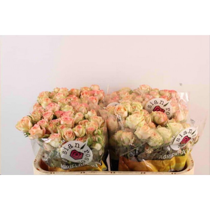 FLOR, ROSA SPRAY HO. AZORE 70cm. x10