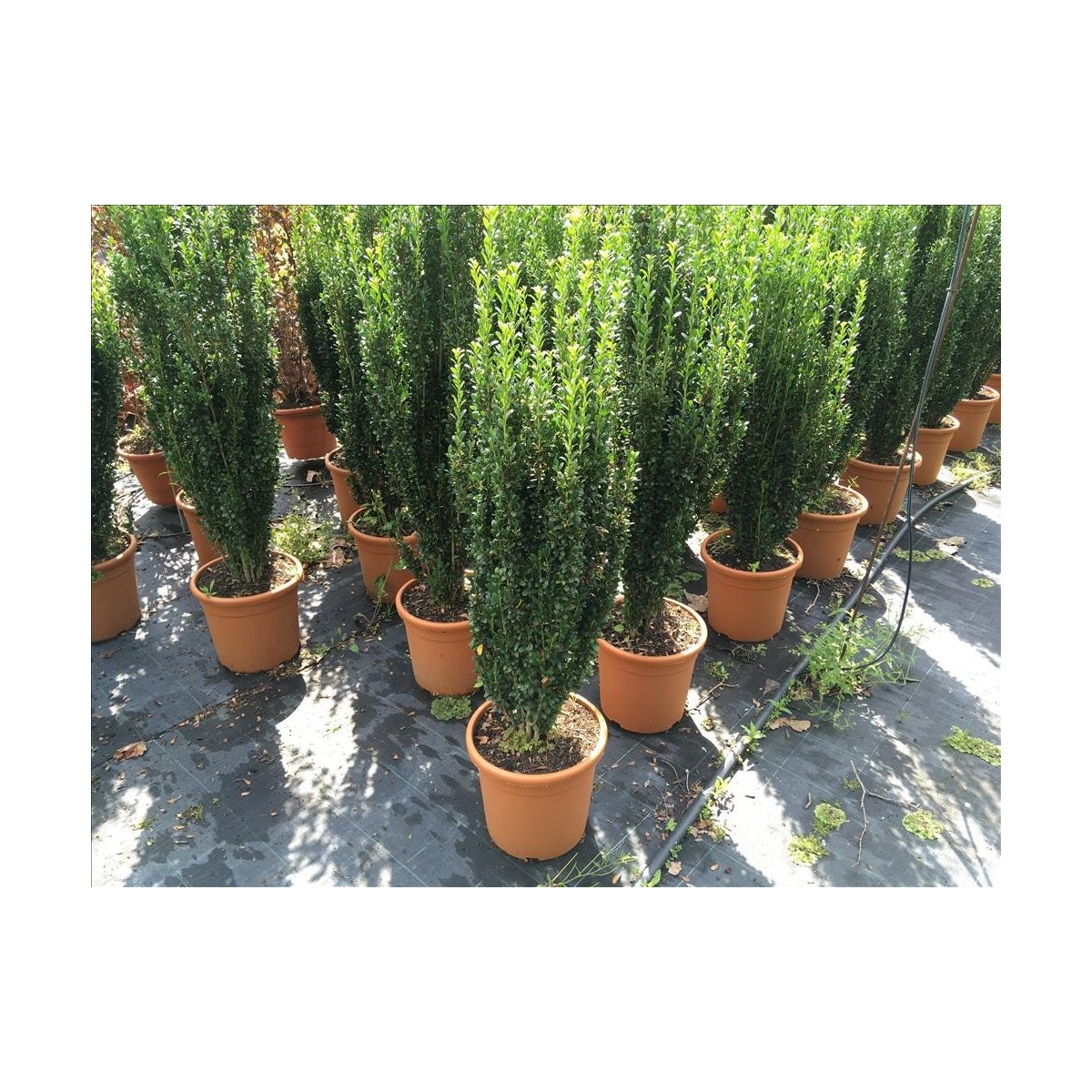 ILEX CRENATA FASTIGIATA 12L