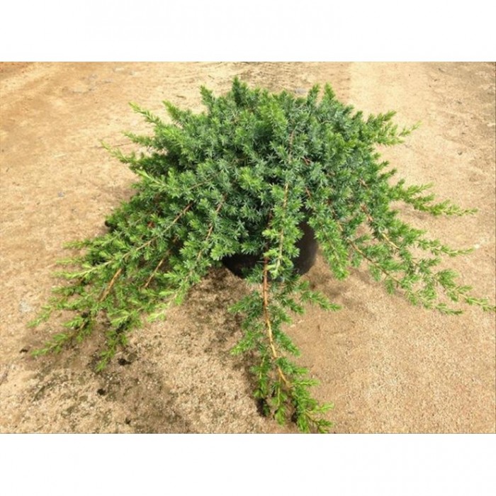 JUNIPERUS CONFERTA BLUE PACIFIC 10L
