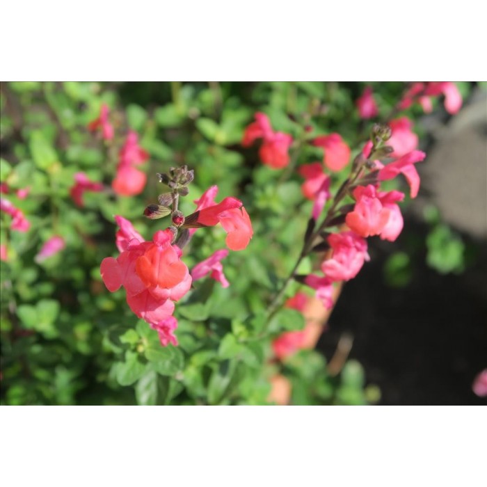 SALVIA MICROPHYLLA ROYAL BUMBLE 14X14