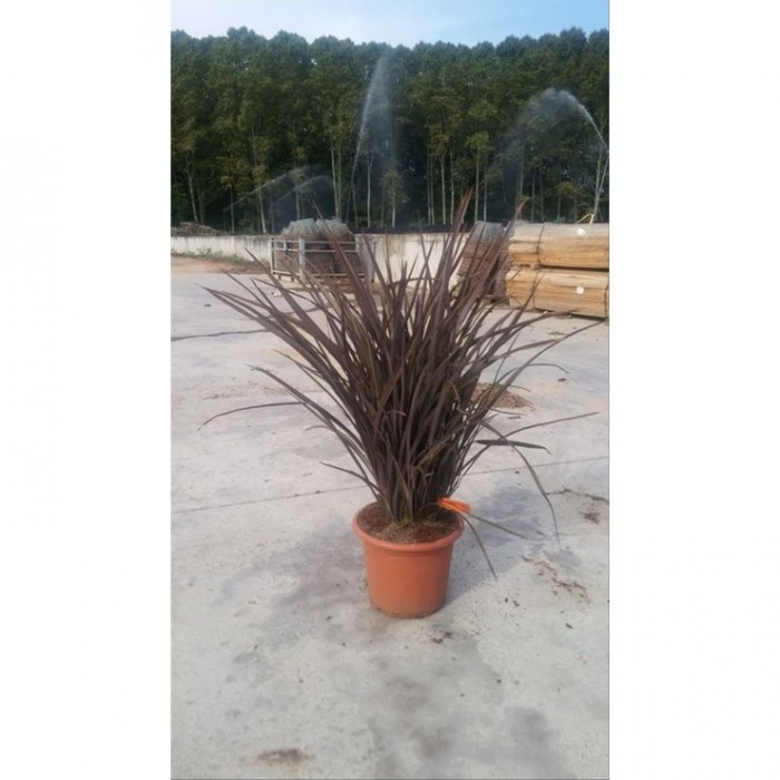 PHORMIUM RUBRA 10L