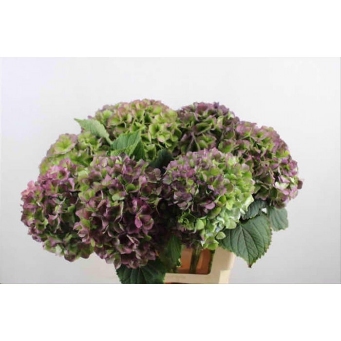FLOR, HYDRANGEA VERENA BLUE 60cm. 5 tiges