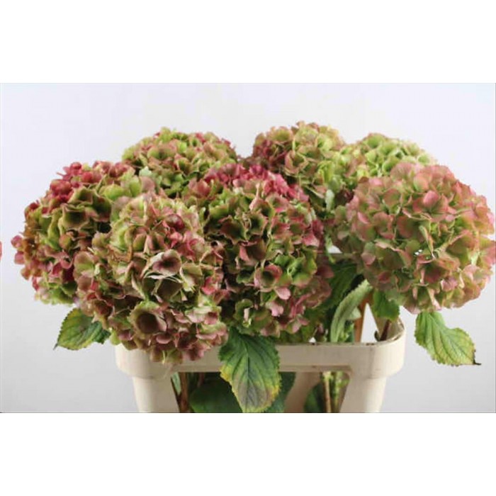 FLOR, HYDRANGEA VERENA PINK CLASIC 50cm. x5 tiges