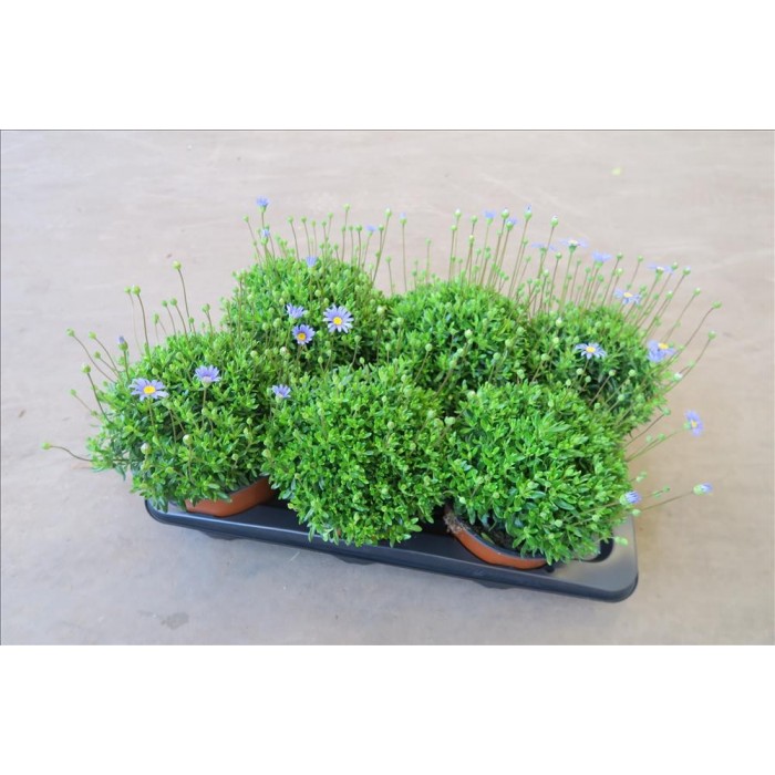 FELICIA AMELLOIDES FELICITARA 2L