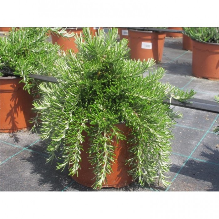 ROSMARINUS OFFICINALIS PROSTRATUS 18