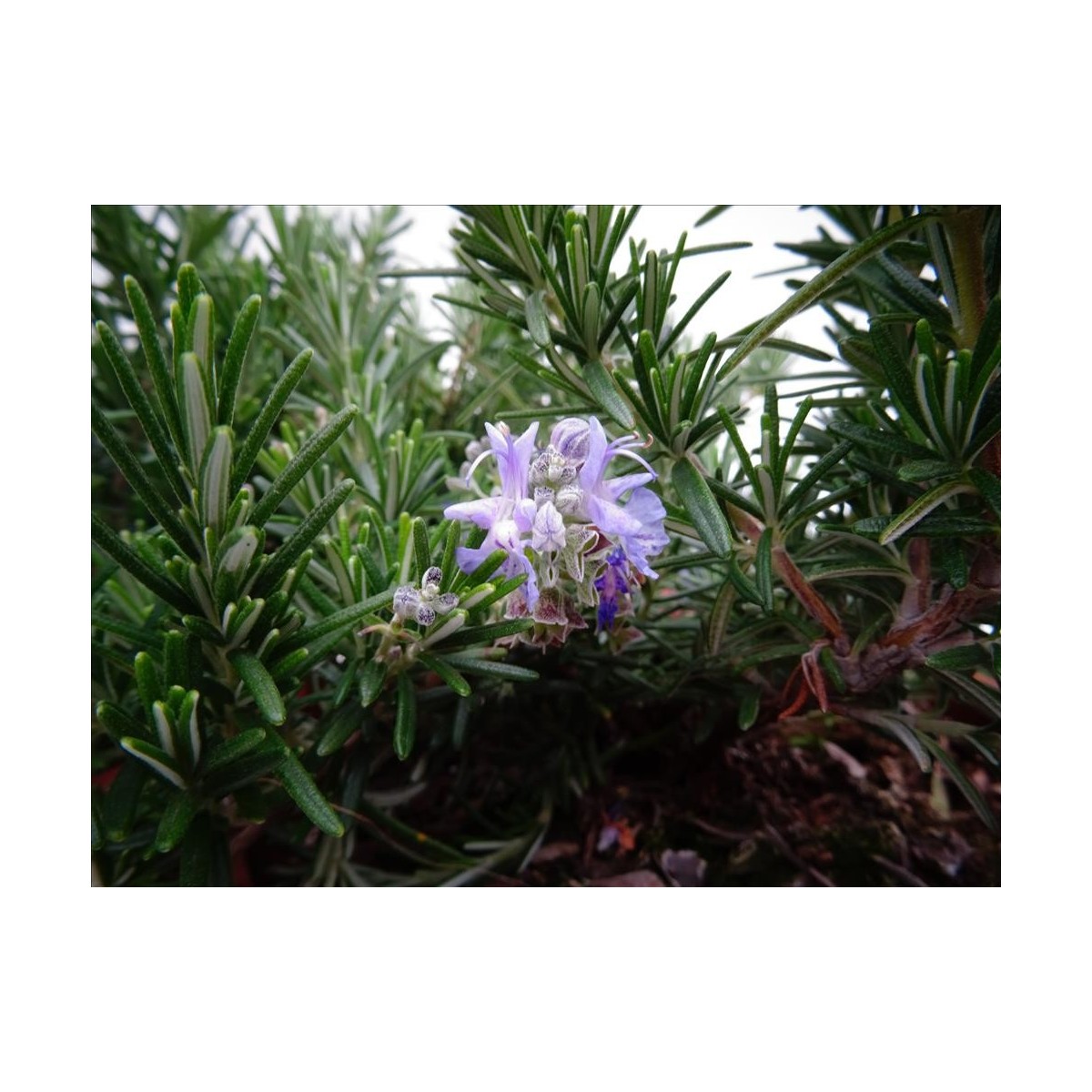 ROSMARINUS OFFICINALIS PROSTRATUS 18