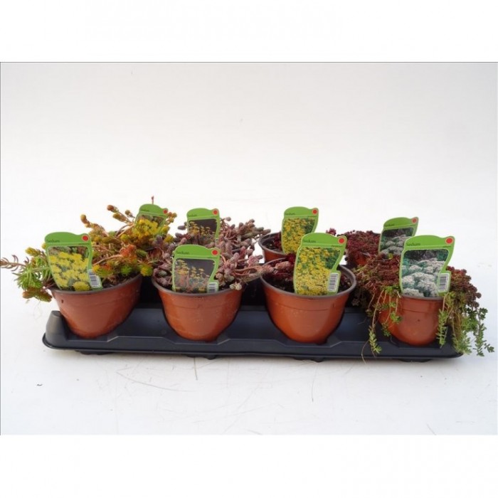 SEDUM MIX M13