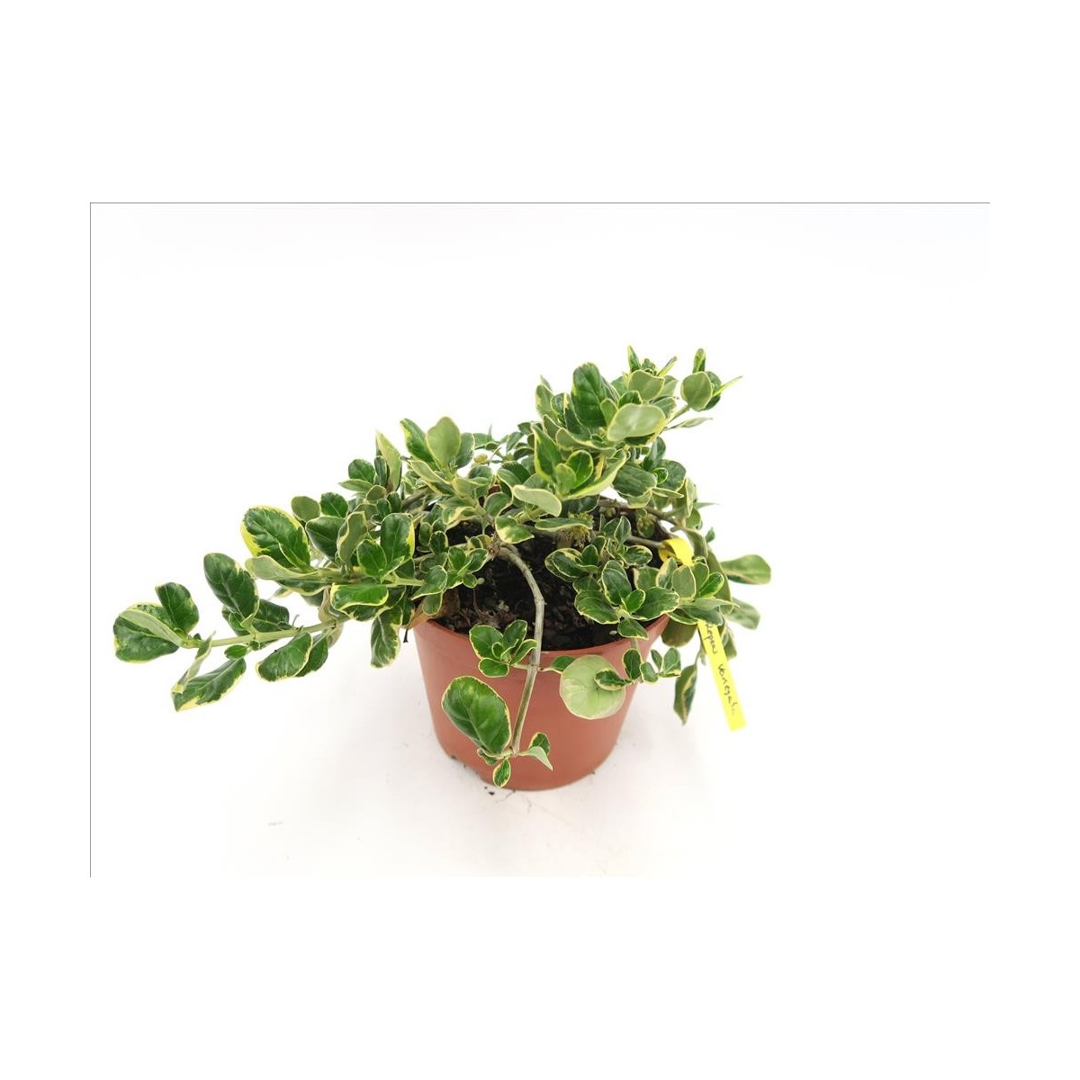 COPROSMA REPENS VARIEGATA 3L