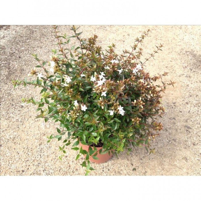 ABELIA GRANDIFLORA PROSTRATA 3L