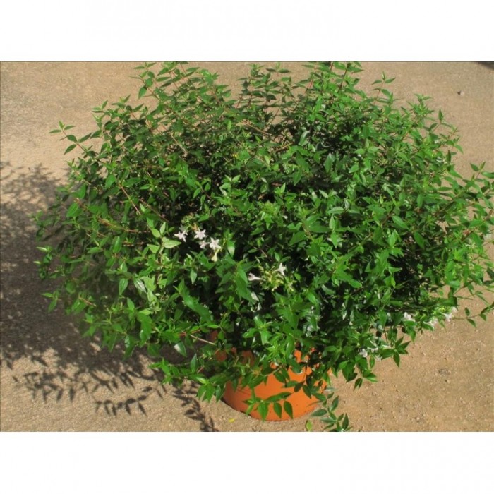 ABELIA GRANDIFLORA PROSTRATA 10LD