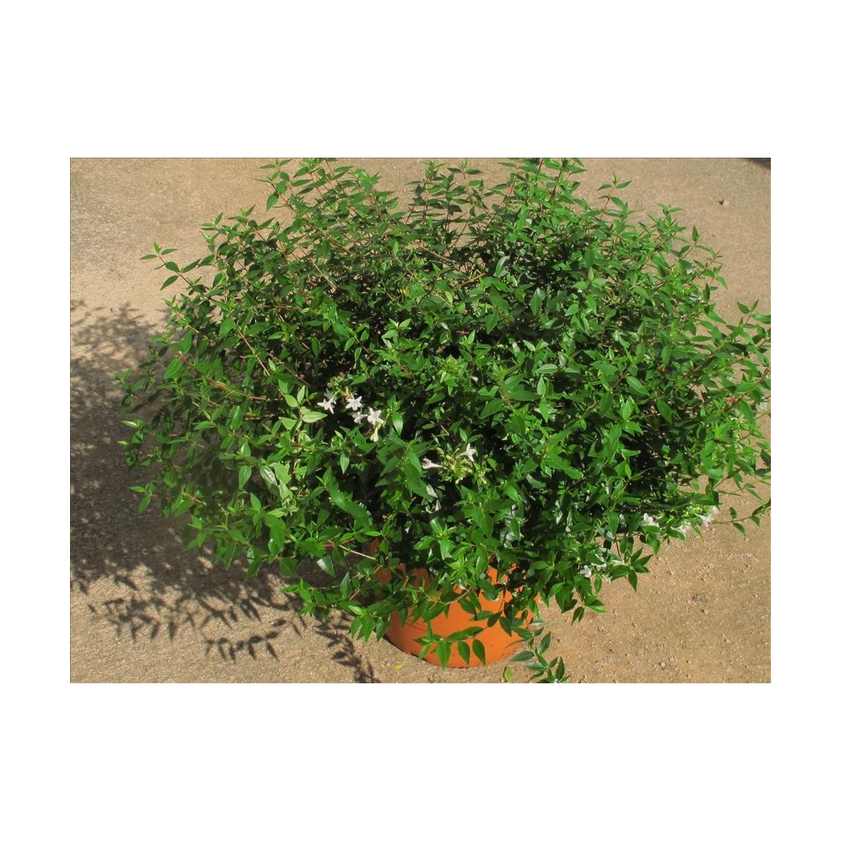 ABELIA GRANDIFLORA PROSTRATA 10LD