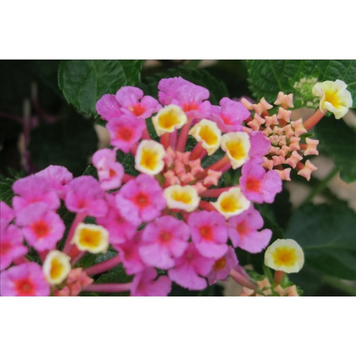 LANTANA CAMARA HOT PINK 3L