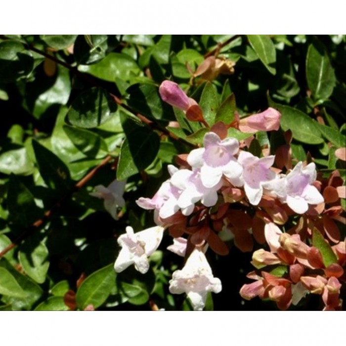 ABELIA GRANDIFLORA PROSTATA 40/50 5L