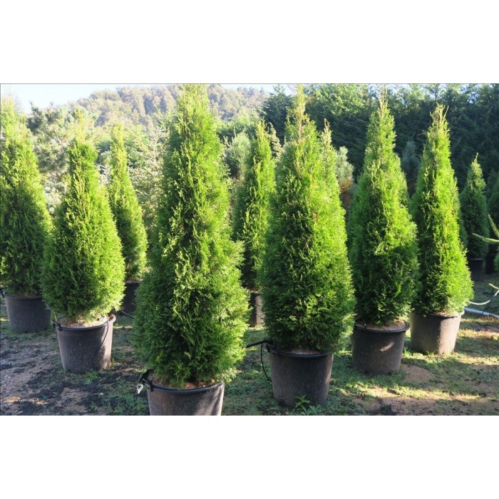 THUJA OCCIDENTALIS ESMERALDA 50L 175/200