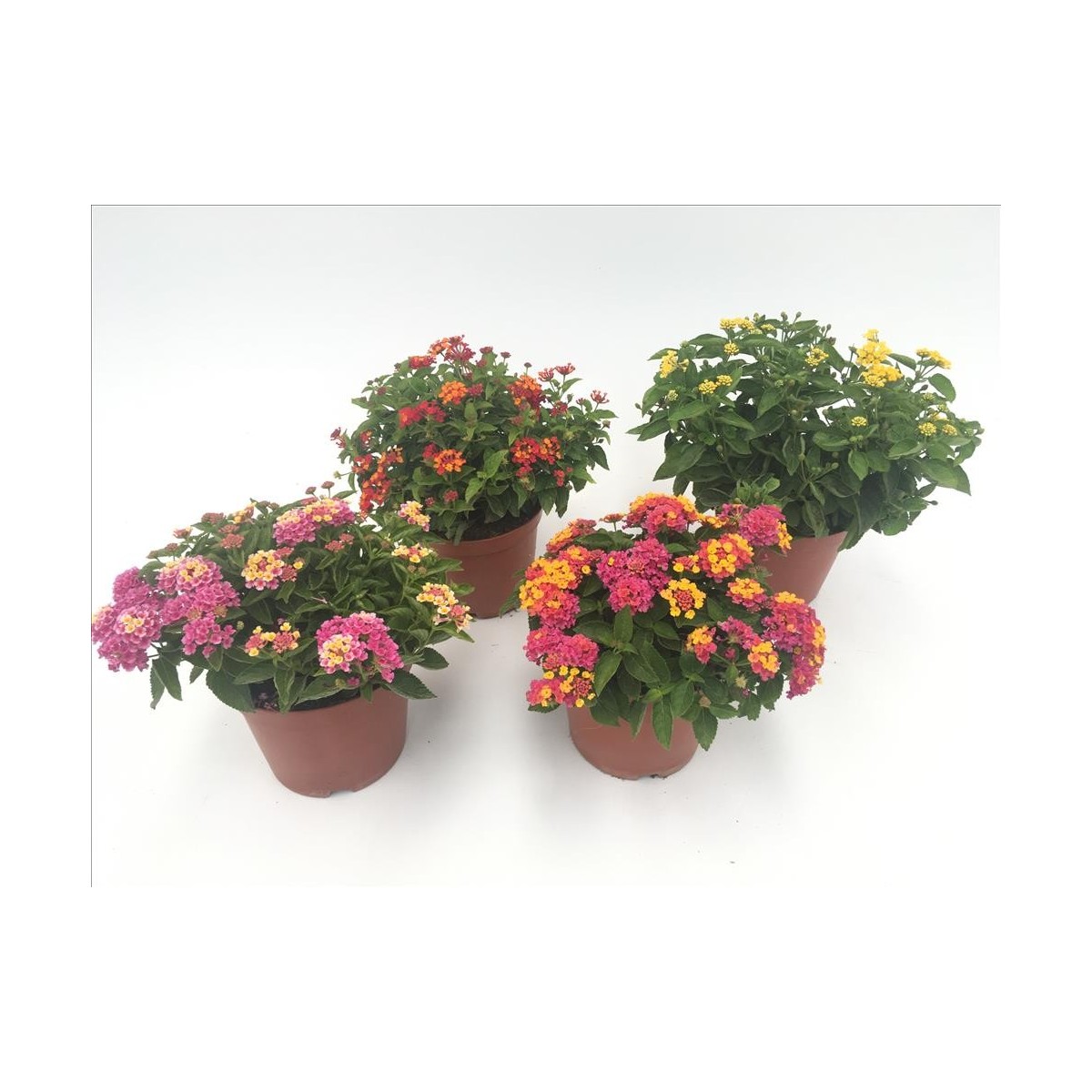 LANTANA CAMARA ROSE 3L