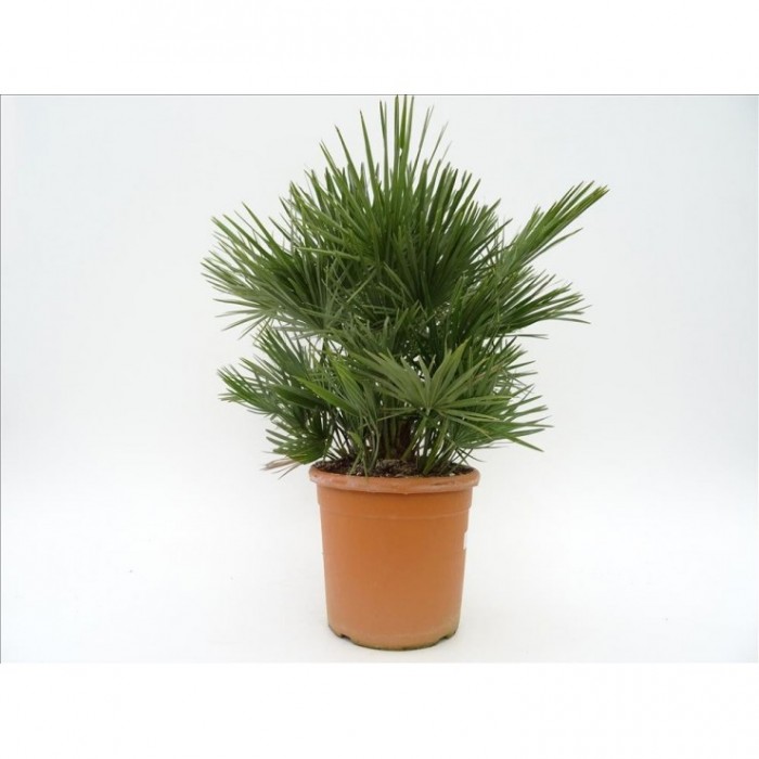 CHAMAEROPS HUMILIS COMPACTA 60/80 15L