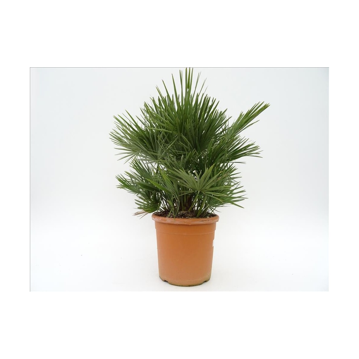 CHAMAEROPS HUMILIS COMPACTA 60/80 15L