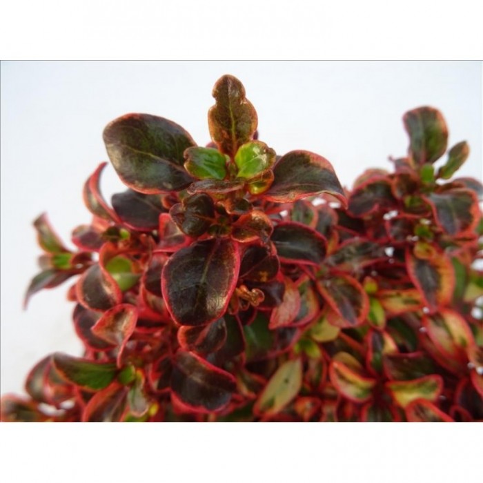 COPROSMA INFERNO 3L