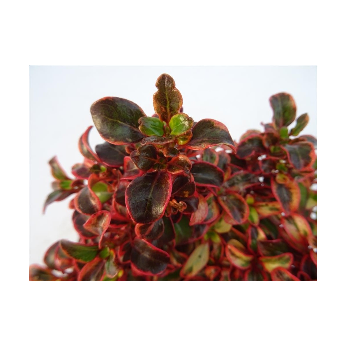 COPROSMA INFERNO 3L
