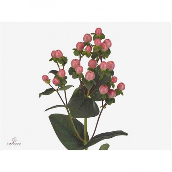 FLOR, HYPERICUM COCO KIMONO 70cm. x10,rosa 10tg.