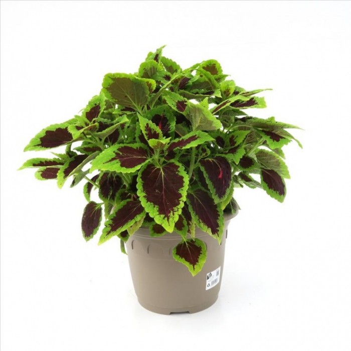 COLEUS MAIN STREET 10L