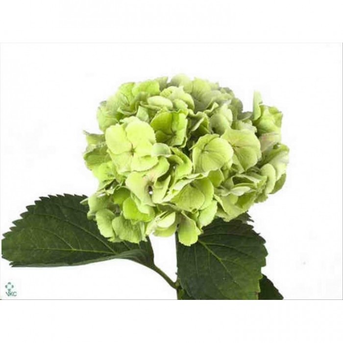 FLOR, HYDRANGEA VERDE 60cm. X5 tiges