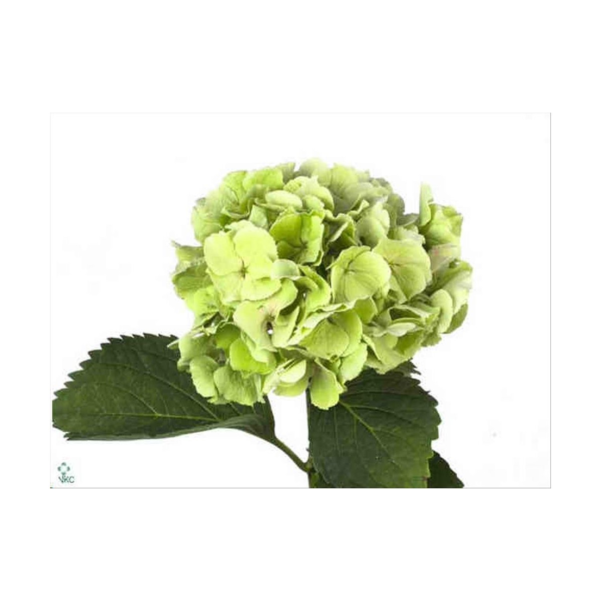 FLOR, HYDRANGEA VERDE 60cm. X5 tiges