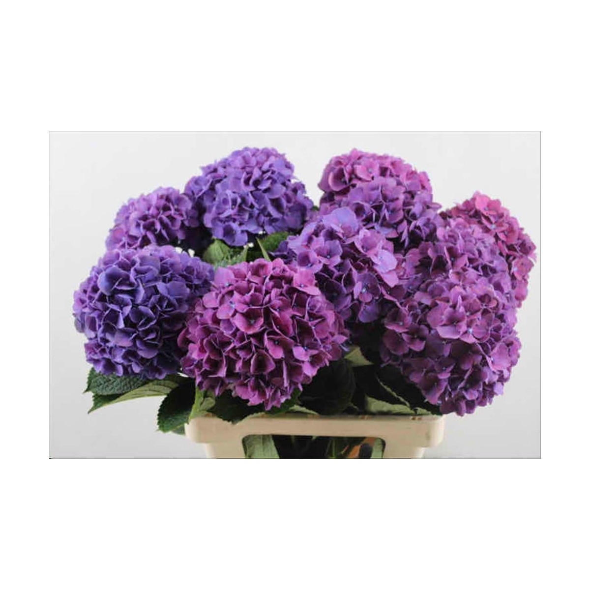 FLOR, HYDRANGEA GLOWING ALPS PURPLE 80cm. paq.x5