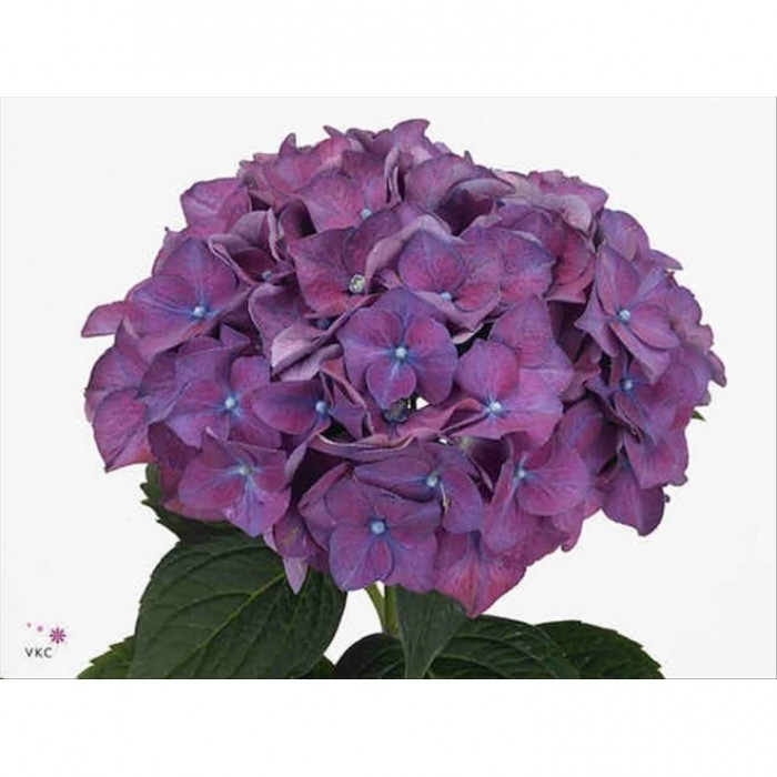 FLOR, HYDRANGEA RODEO ROSA CL 65cm.x5