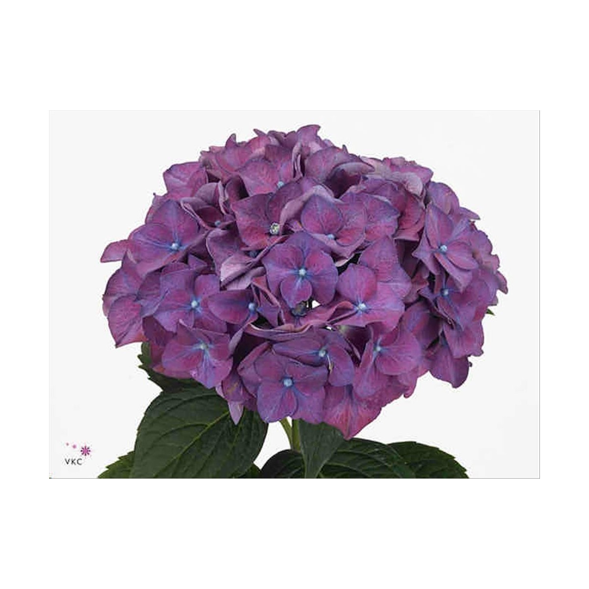 FLOR, HYDRANGEA RODEO ROSA CL 65cm.x5