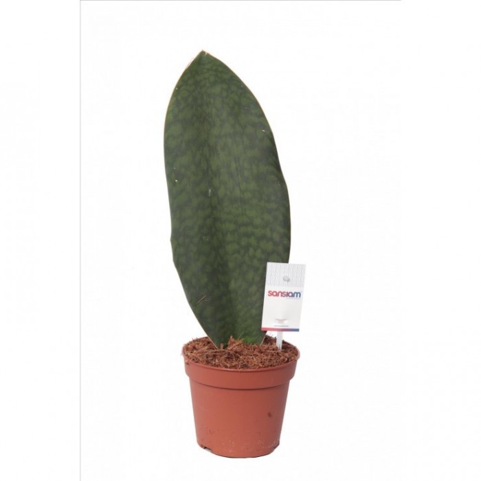 SANSEVIERIA MASONIANA VICTORIA M14