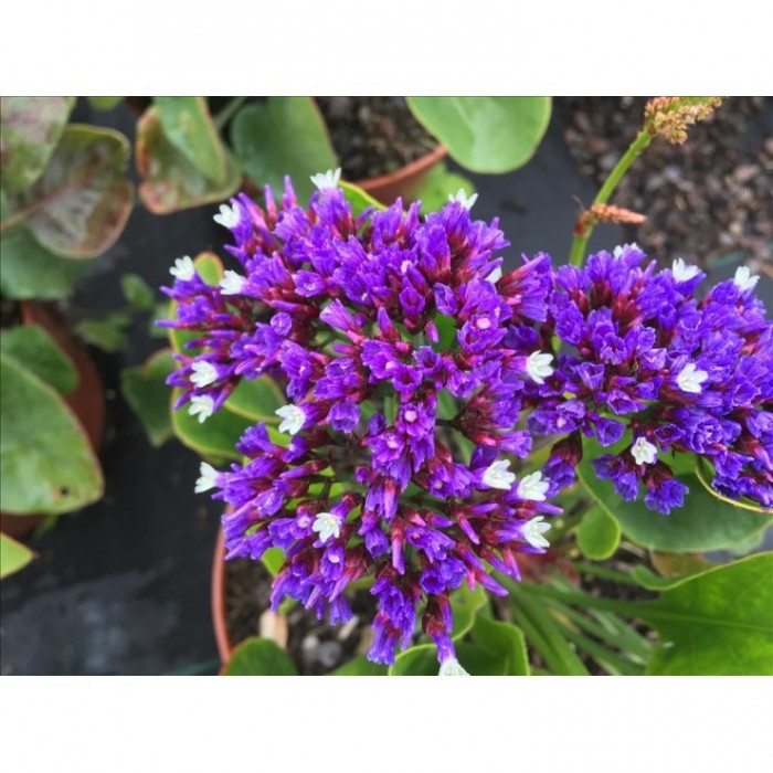 LIMONIUM PEREZII 2L