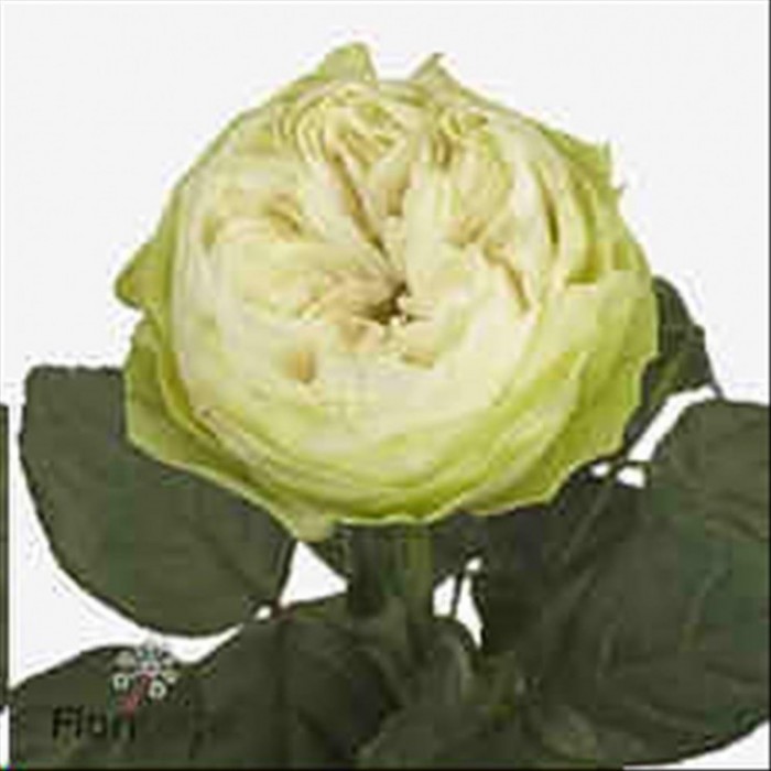 FLOR, ROSA HO. GARDEN LA WHITE KAHALA 50cm. x10