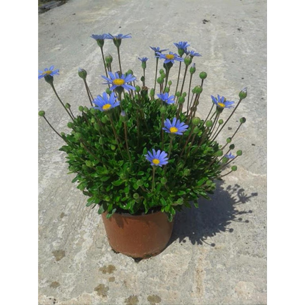 FELICIA AMELLOIDES FELICITARA 13