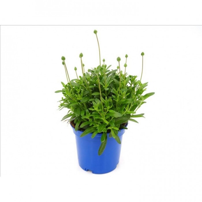 FELICIA FELICITARA M13