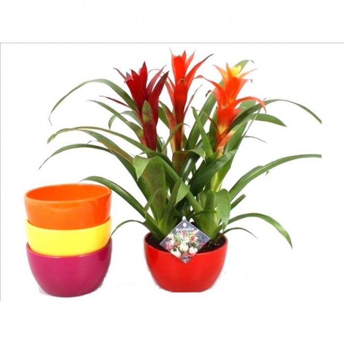 GUZMANIA MIX x3 CERAMICA 16cm