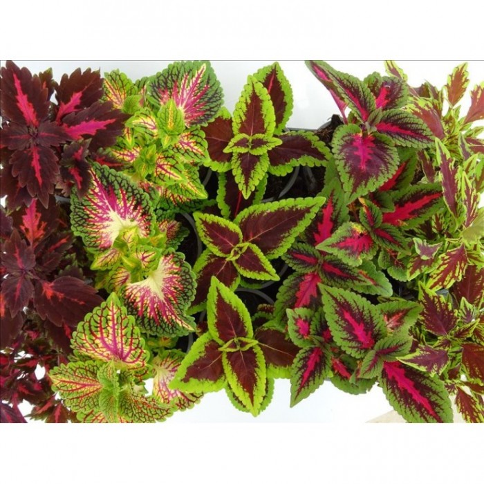 COLEUS MIX M11