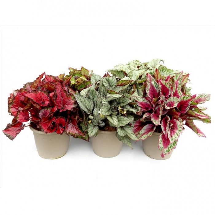 BEGONIA REX BELEAF M19 Roma Sepia