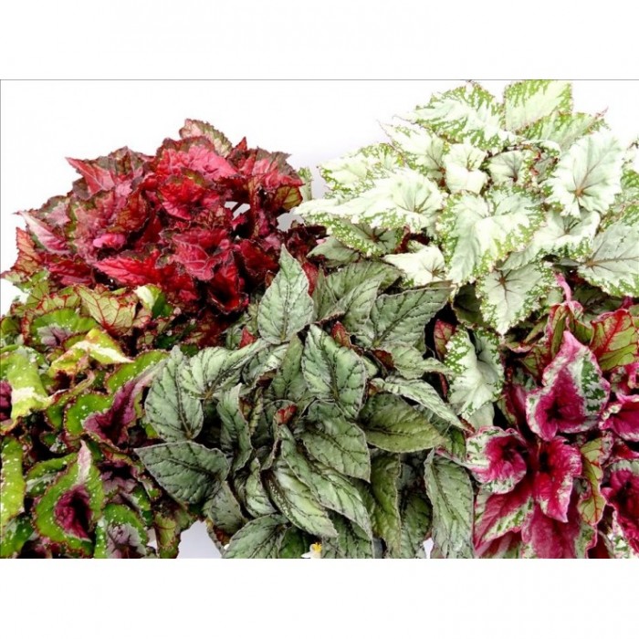 BEGONIA REX BELEAF M19 Roma Sepia