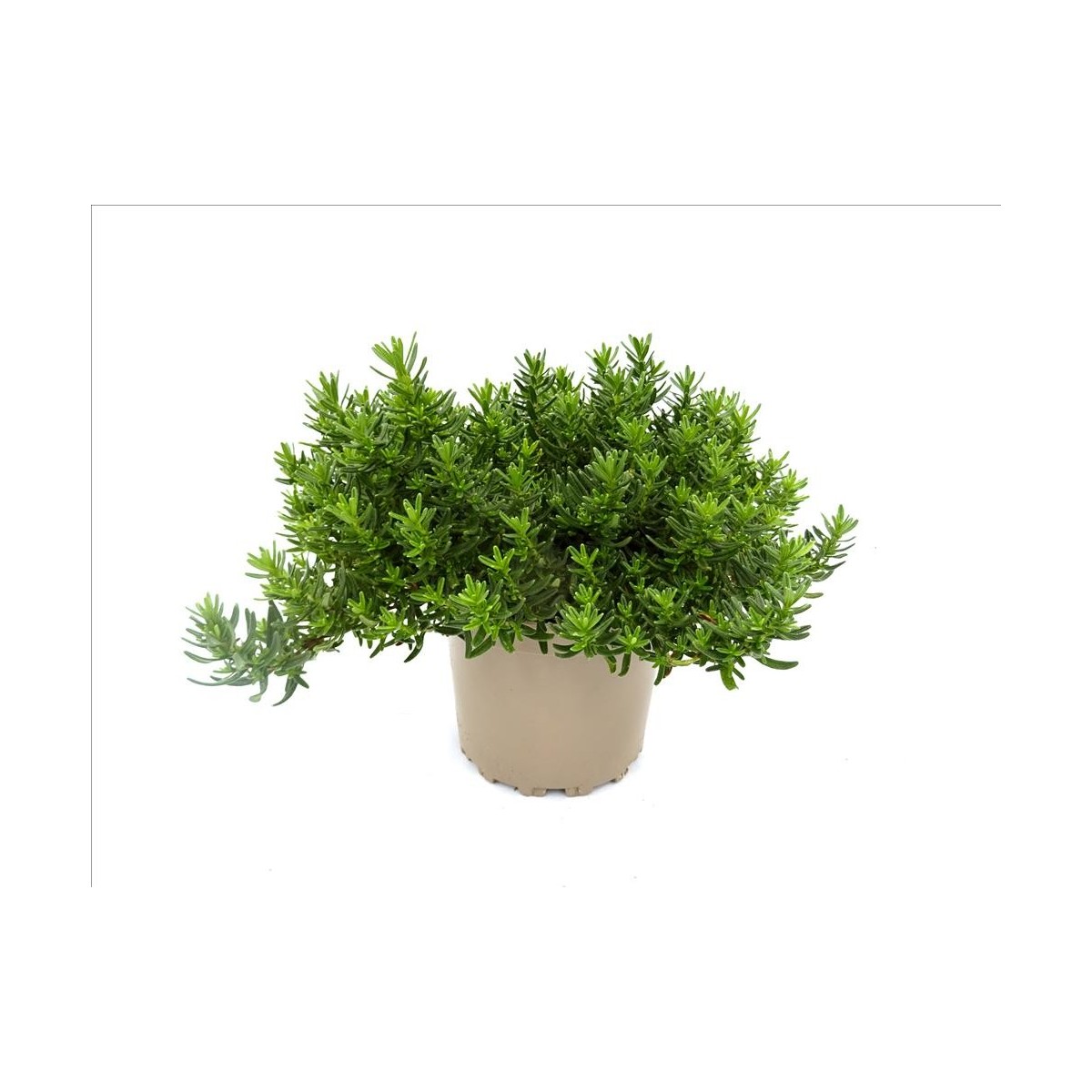 LITHODORA DIFFUSA M17