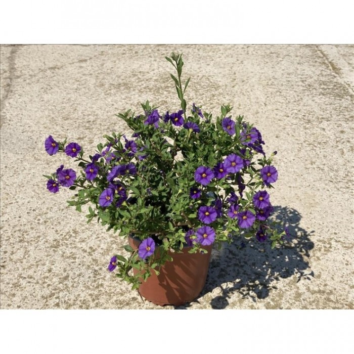 SOLANUM RANTONETTI M14