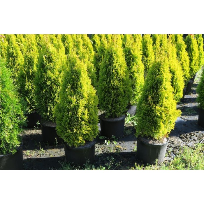 THUJA OCCIDENTALIS GOLDEN SMARAGD 10L