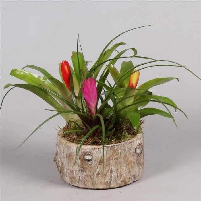 BROMELIA MINI MIX x 3 M14 EN CERAMICA